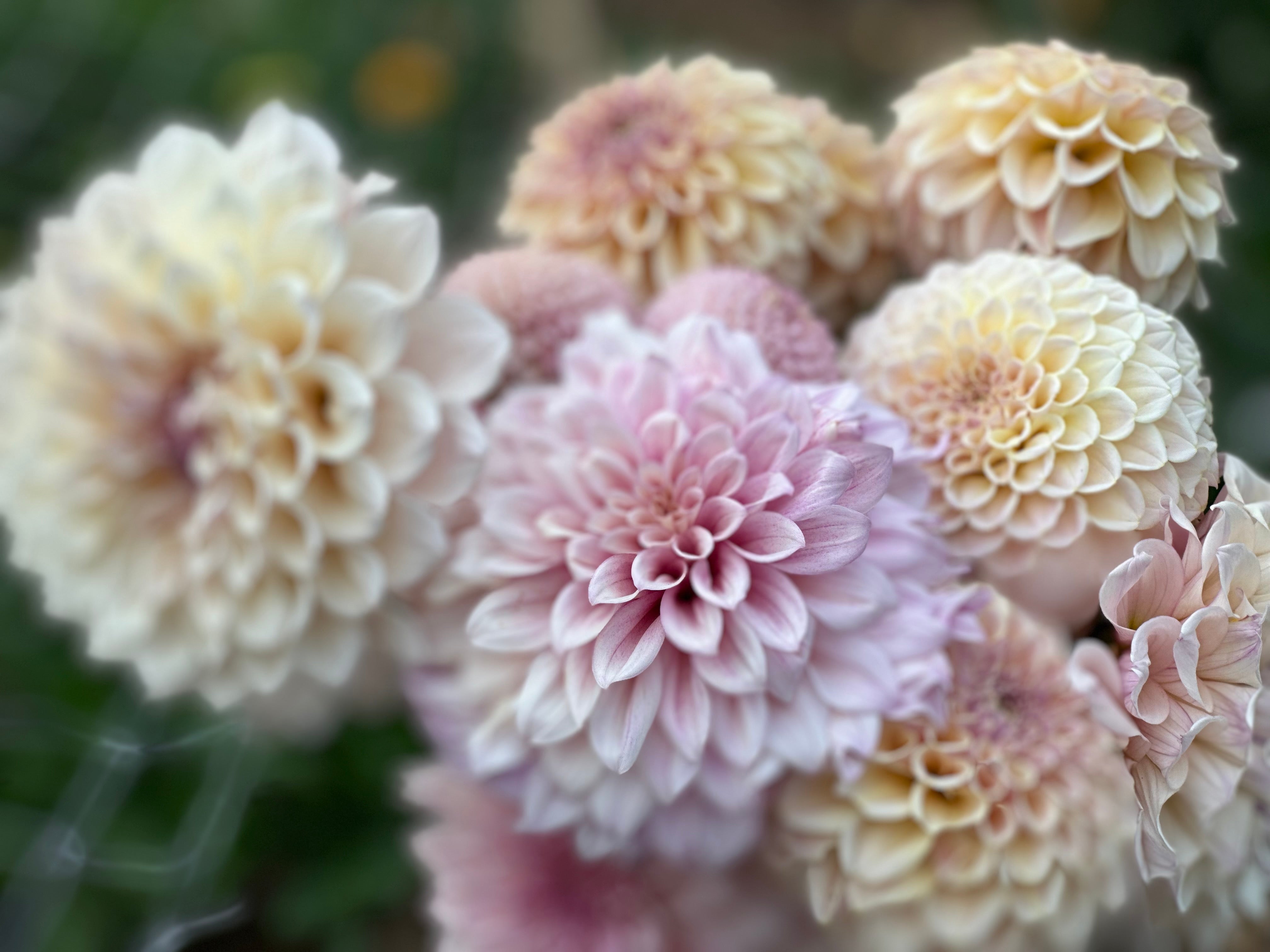 KA’s® Dahlia tubers and cuttings - Premium blooms – Pedaling Petals