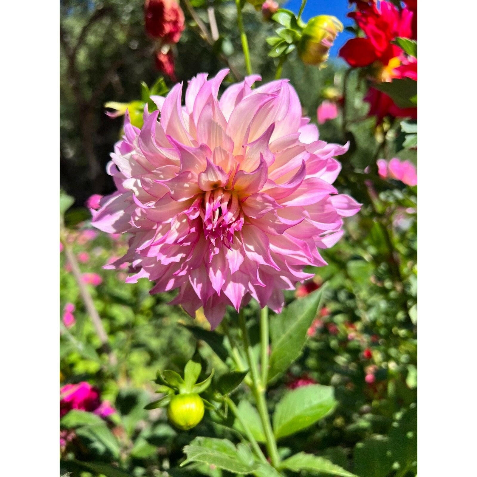 Colorado Classic Dahlia – Pedaling Petals