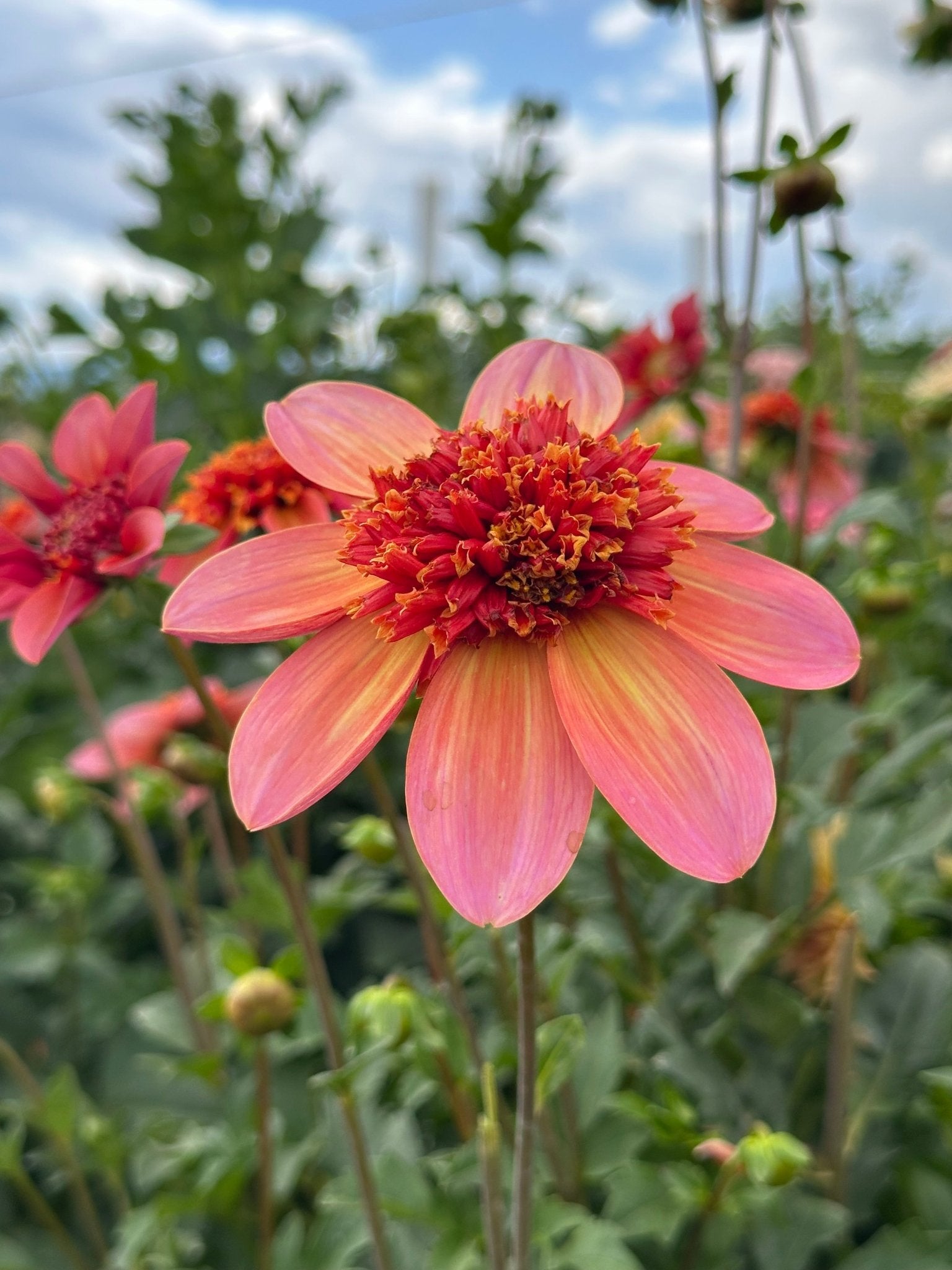 Beginners Guide to growing dahlias in Colorado – Pedaling Petals